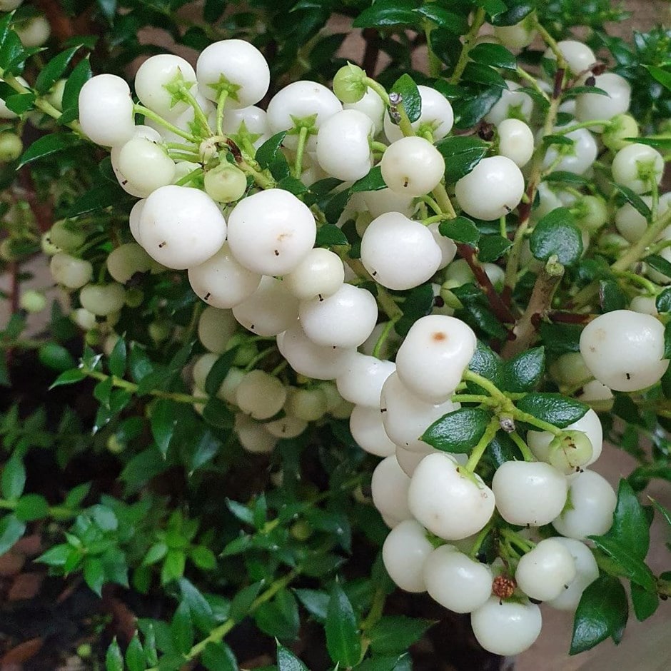 Gaultheria mucronata