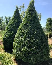 Buxus – Šimšir