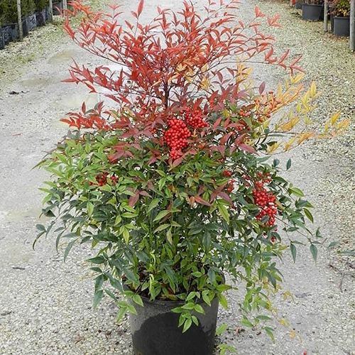 Nandina