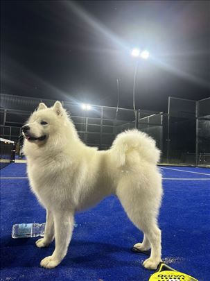 Samojed za parenje