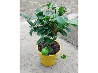 Limeta - Citrus latifolia 'Tahiti Lime'