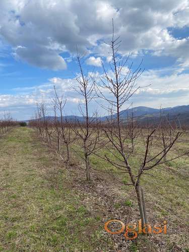 Usluzna rezidba voca i vinove loze