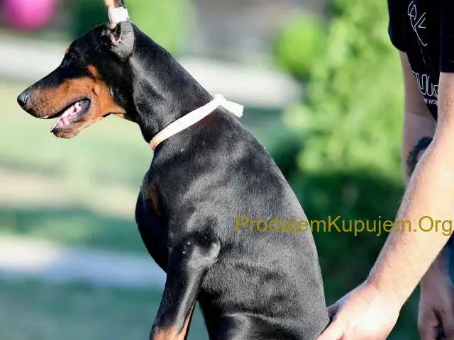 Doberman štenci