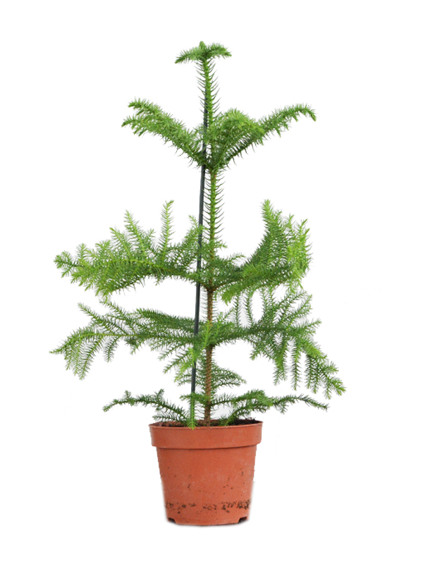 Sobna jela Araucaria