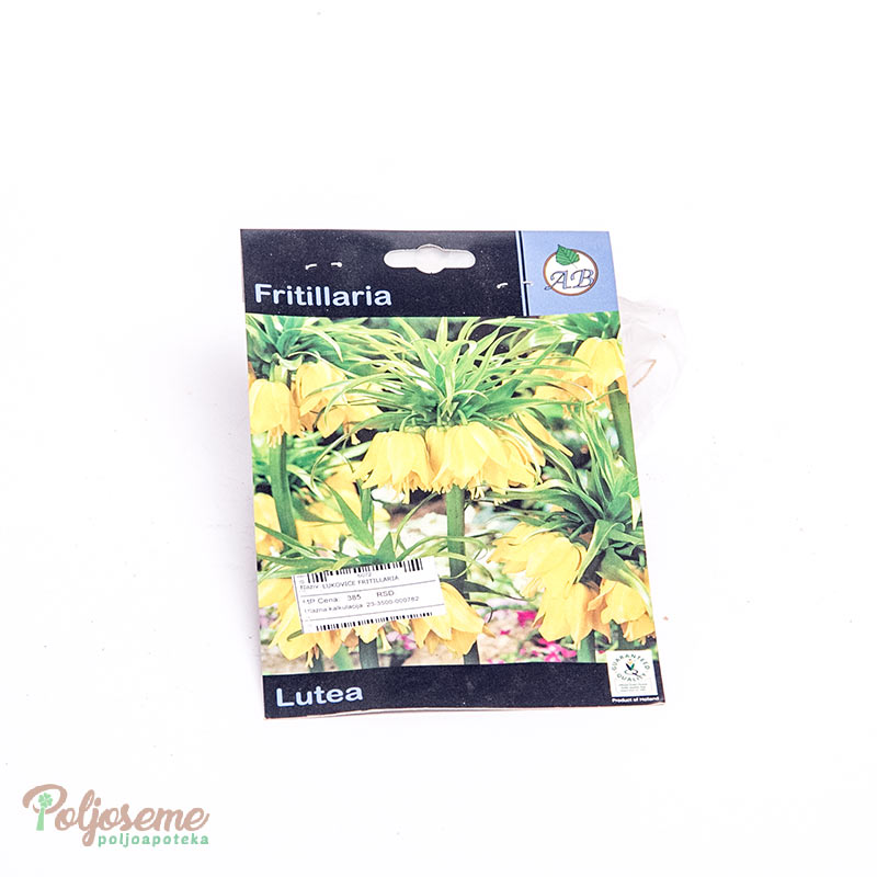 LUKOVICE FRITILLARIA