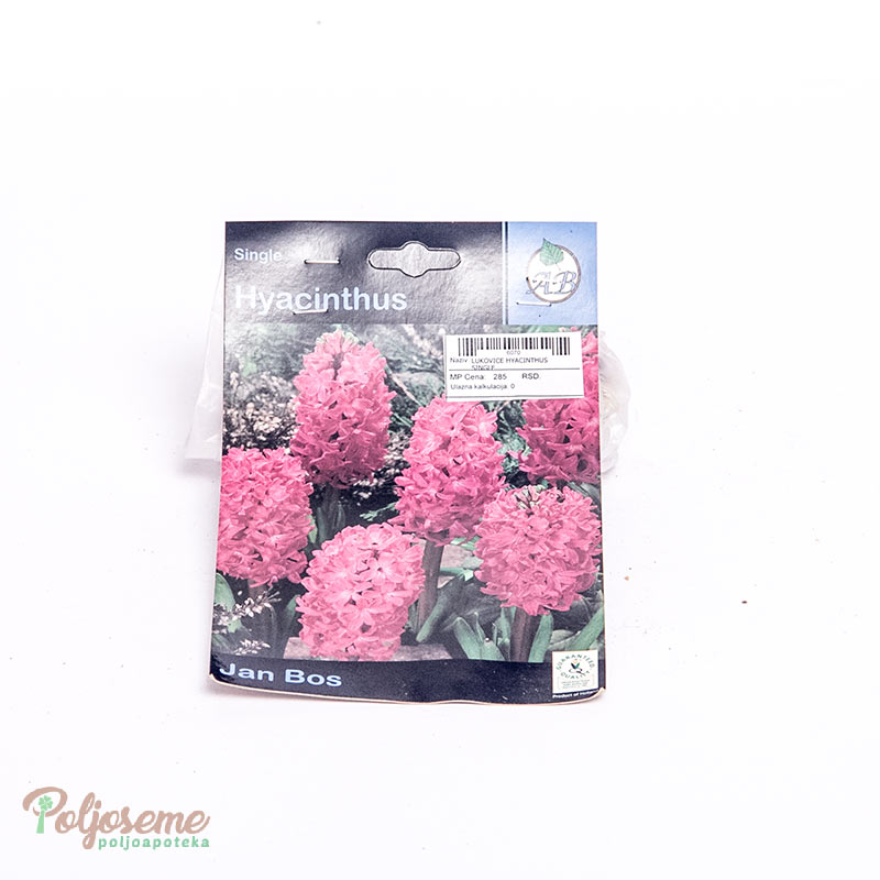 LUKOVICE HYACINTHUS SINGLE