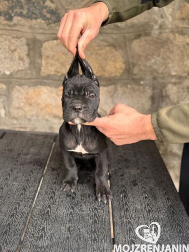 Cane Corso štenci