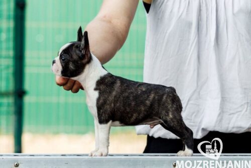 Boston terrier