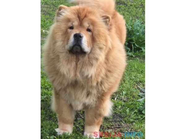 Cau cau chow chow stenci