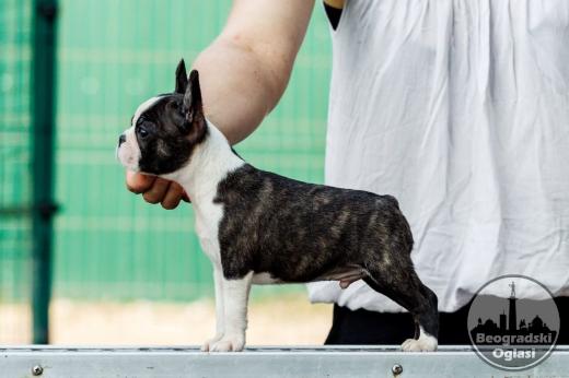 Boston terrier