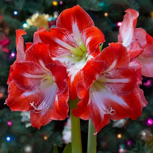 Amaryllis Striped (Red & White)