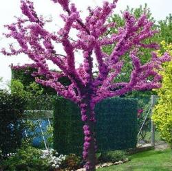 Judino drvo - Cercis Siliquastrum (50 semenki)