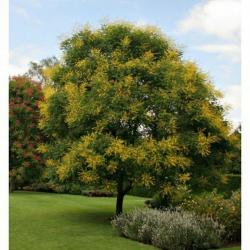 Koelreuteria paniculata (80 semenki)