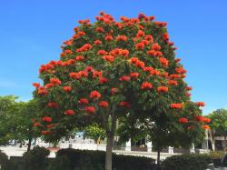 Spathodea Campanulata (30 semenki) Afrički tulipan