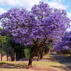 Jacaranda Mimosifolia (10 semenki) Plava Jacaranda