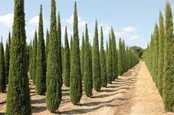 Cupressus sempervirens `Stricta` (50 semenki) Piramidal