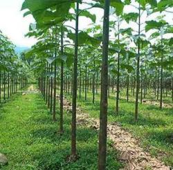 Paulownia elongata (2500 semenki)