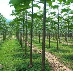 Paulownia elongata (5000 semenki)