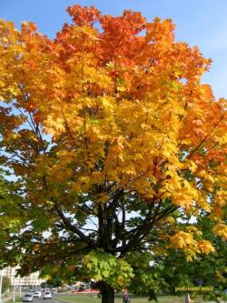 Acer platanoides L. – Mleč (javor mleč)