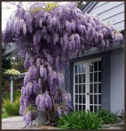 Wisteria sinensis (5 semenki)