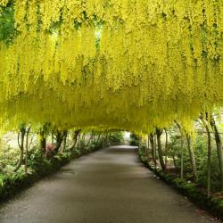 Golden rain - Laburnum anagyroides (10 semenki) Zlatna kiša