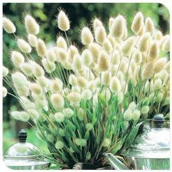 Zečji rep (200 semenki) Bunny Tails - Lagurus Ovatus