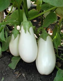 Patlidžan Aubergine White Casper (60 semenki)