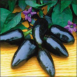 Chilli Black Hungarian (20 semenki)