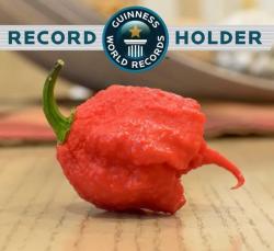 Carolina reaper (15 semenki) najljuća čili na svetu