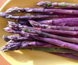 Asparagus Precoce D’Argentuil Purple (50 semenki) Špargla lilavi