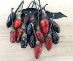 Chilli Royal Black (25 semenki)