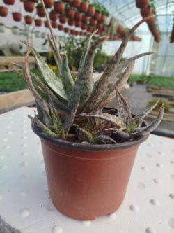 Aloe Tigre