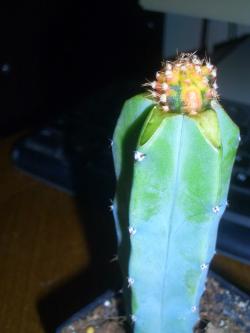 GYMNOCALYCIUM MIHANOVICHII V.NISHIKI