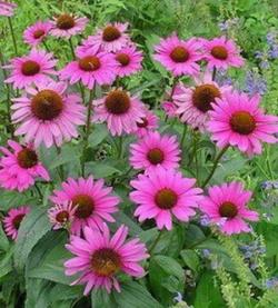 Echinacea Purpurea (100 semenki)