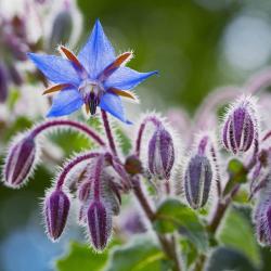 Borago Officinalis - Boreč (100 semenki)