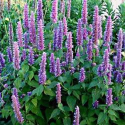 Agastache Foeniculum (1000 semenki) Anise Hyssop