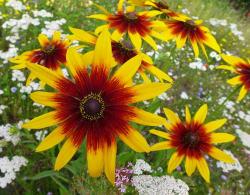 RUDBEKIJA (RUDBECKIA HIRTA) - 100 SEMENA