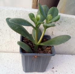 Crassula ovata-"drvo novca"