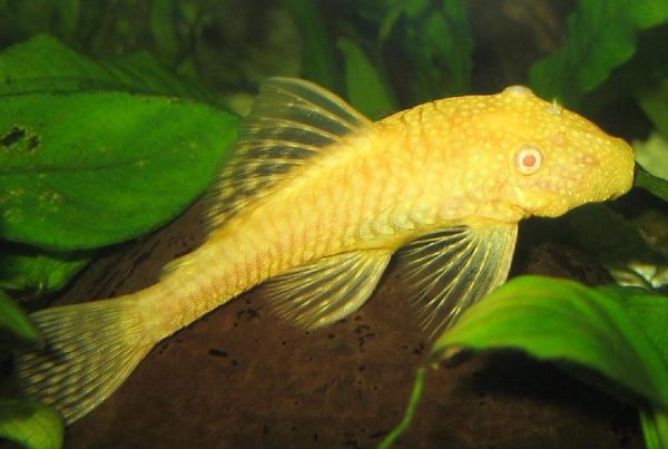 Ancistrus Albino