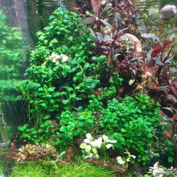 Anubias Barteri Nana Petite