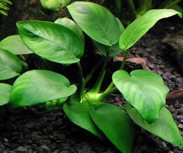 Anubias Barteri Var Nana