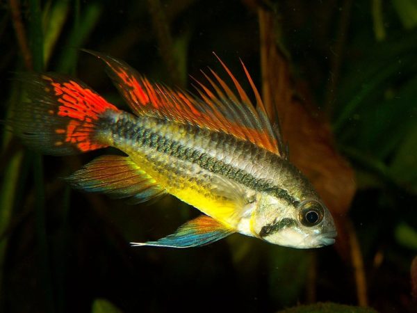 Apistogramma Cacatuoides