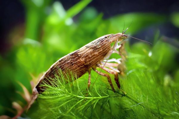 Atyopsis Moluccensis (Bamboo Shrimp)