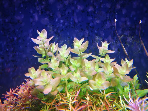 Bacopa Caroliniana Colorata