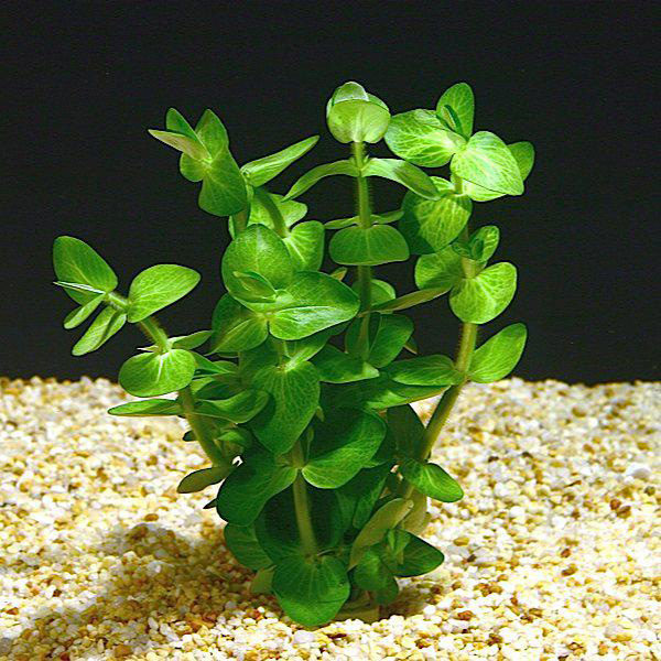 Bacopa Lanigera