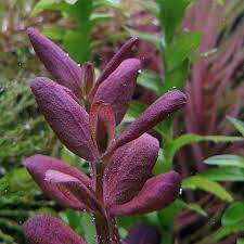 Bacopa Salzmannii ‘Purple’