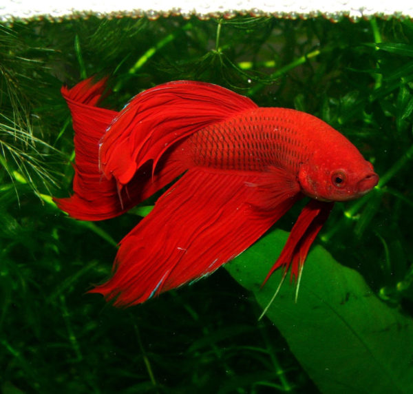 Betta Splendens (Borac)