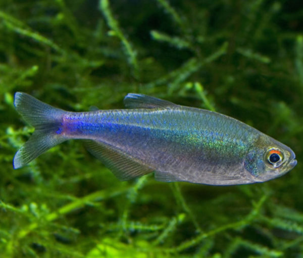 Boehlkea Fredcochui (Peruanska plava tetra)