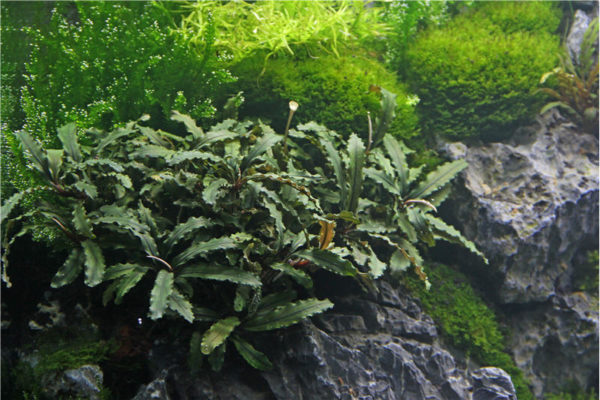 Bucephalandra ‘Wavy Green’