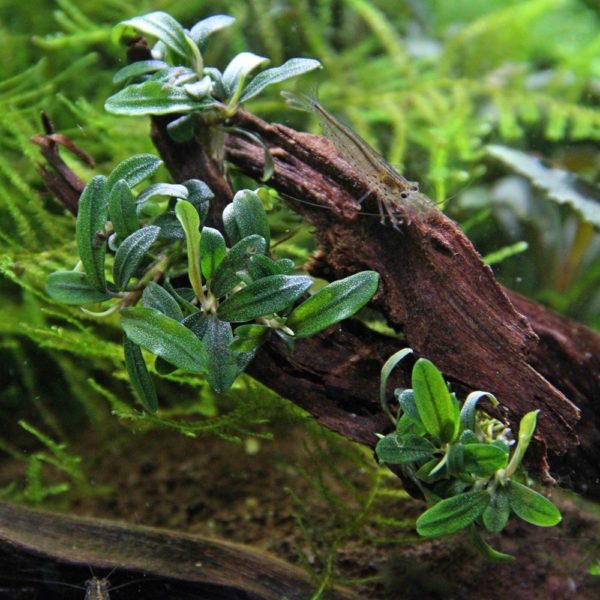 Bucephalandra sp. „Mini Needle Leaf“